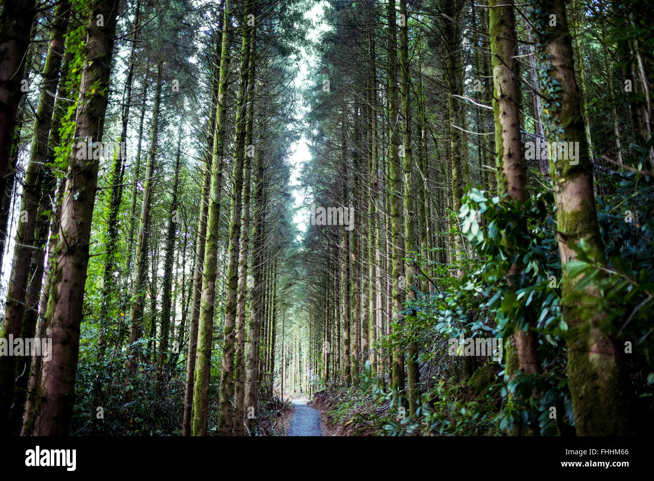 View of trees Stock Photo - Alamy