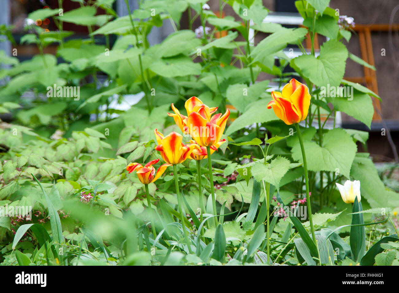 several blooming flame coloured striped tulips Stock Photo - Alamy