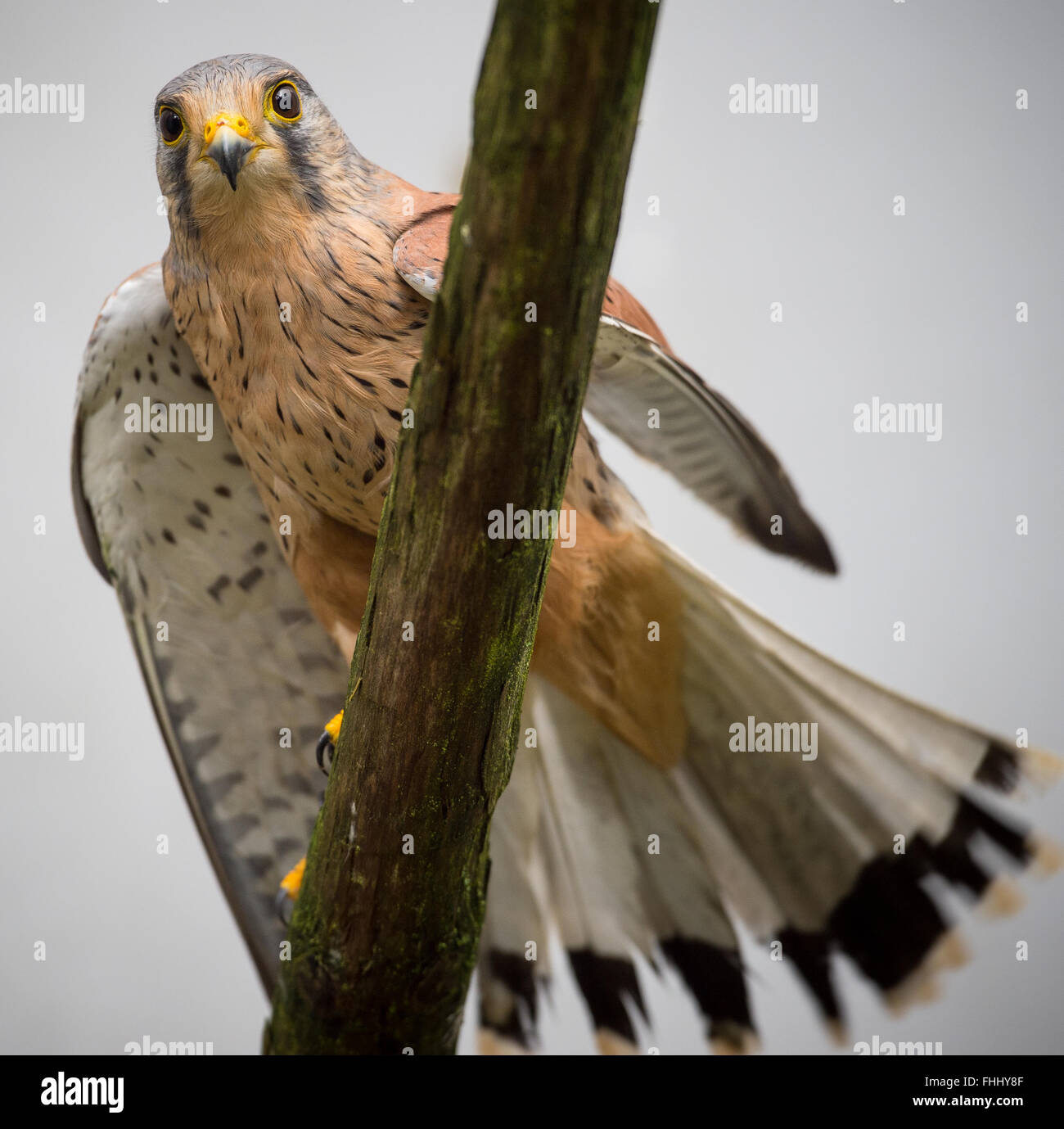 Elbe-Elter, Germany. 23rd Feb, 2016. An kestrel (Falco tinnunculus ...
