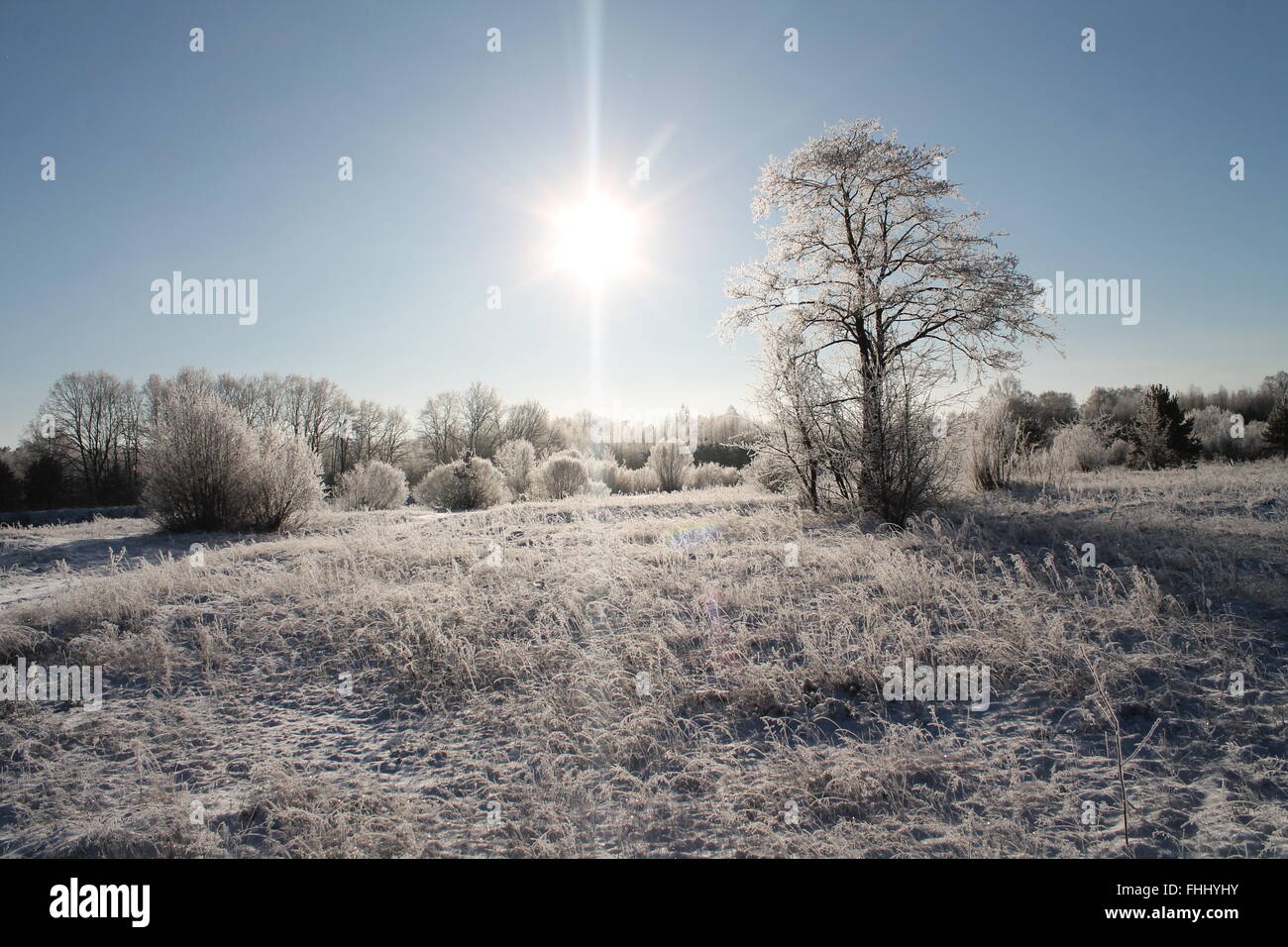 beautiful tree in winter field under bright sun covered white rime ...