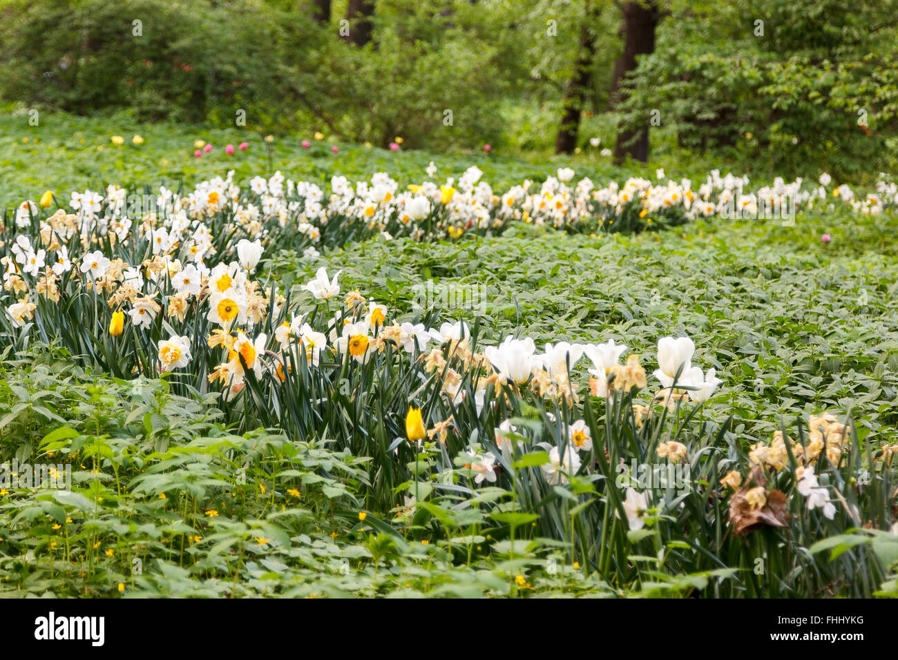 long row of daffodils in the foliage Stock Photo - Alamy