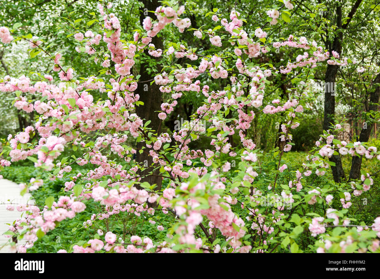 wild rose bush blooming pale pink flowers Stock Photo - Alamy