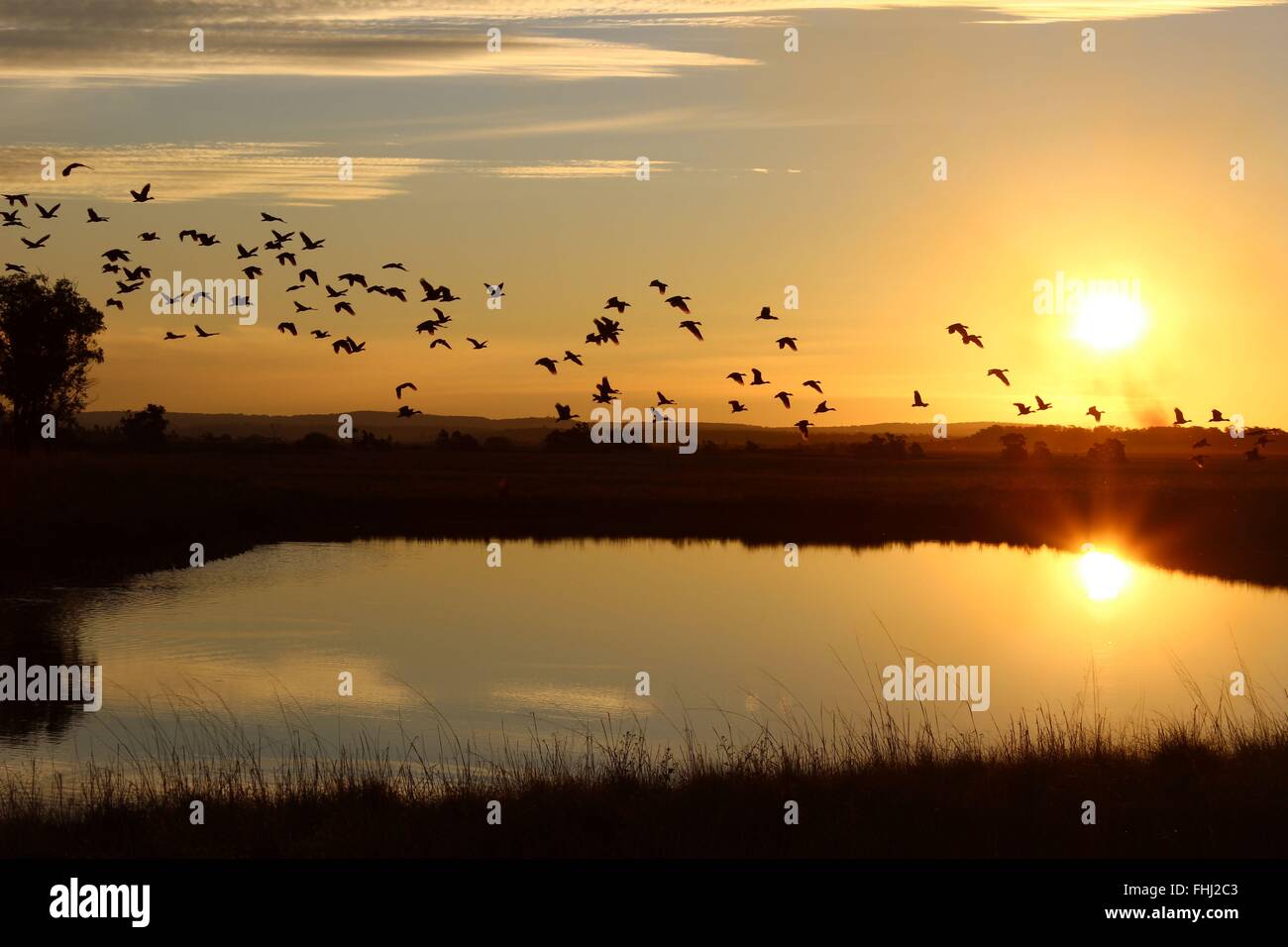 Flock of ducks flying across pond at sunset in golden light Stock Photo ...