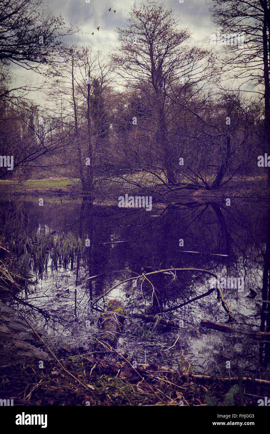 Eerie woodland swamp with pond Stock Photo - Alamy