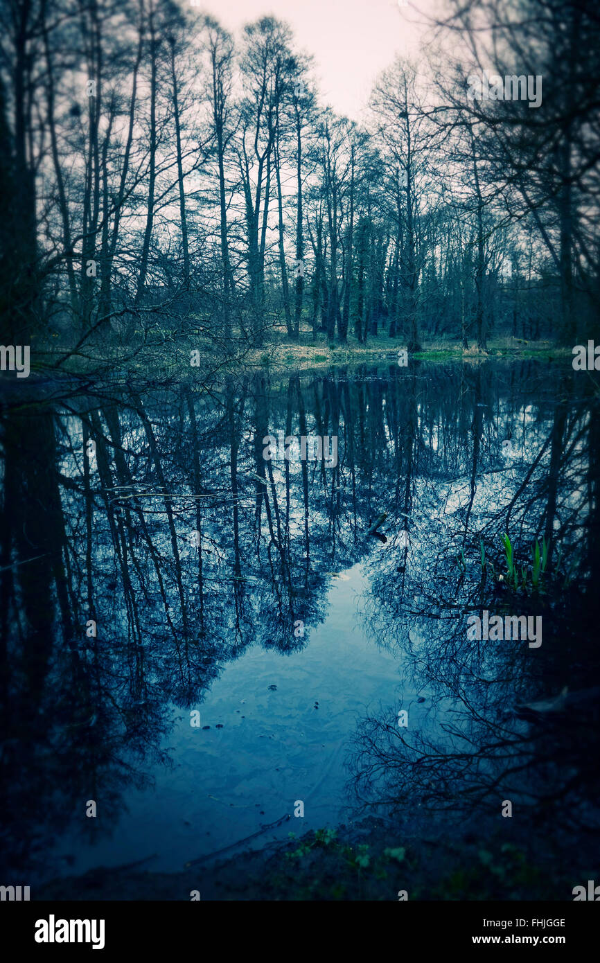Eerie woodland swamp with pond Stock Photo - Alamy