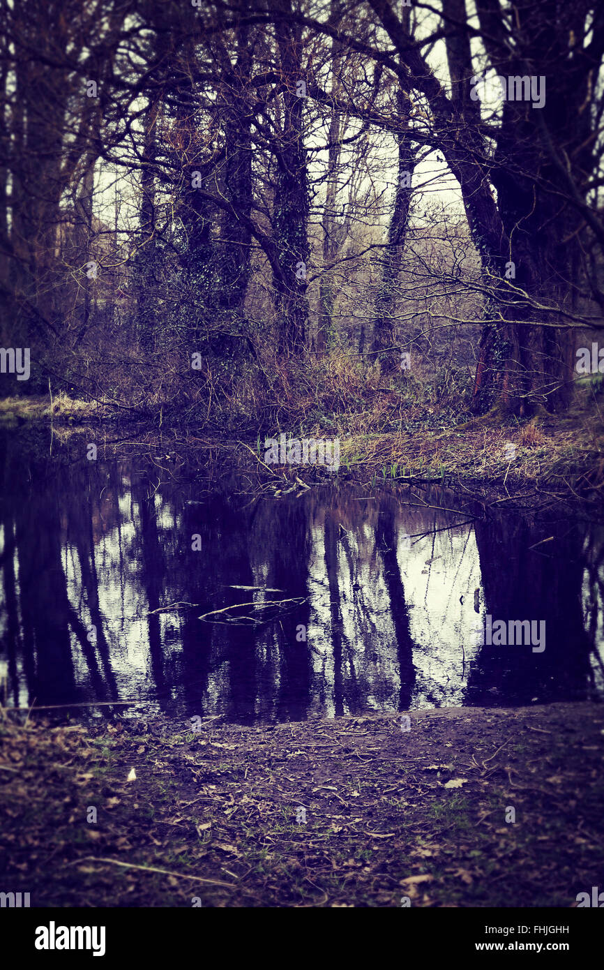 Eerie woodland swamp with pond Stock Photo - Alamy