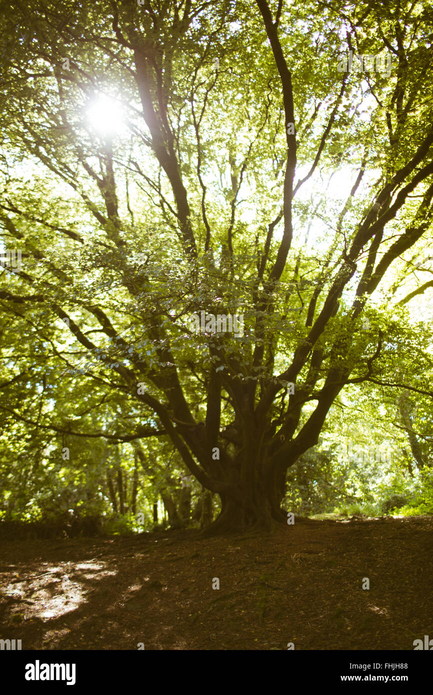 Light shining through tree hi-res stock photography and images - Alamy