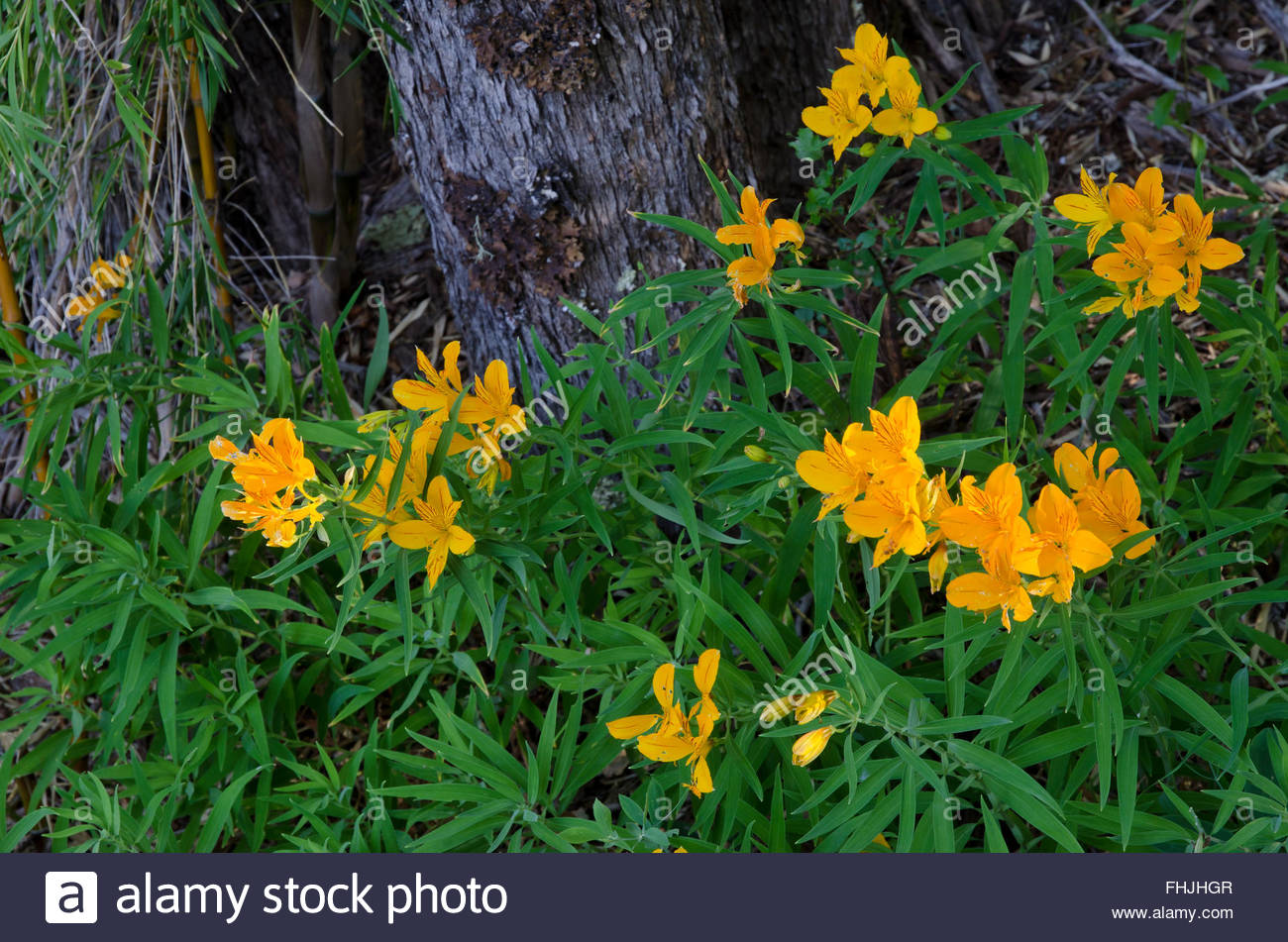 Inca Lily Stock Photos & Inca Lily Stock Images - Alamy