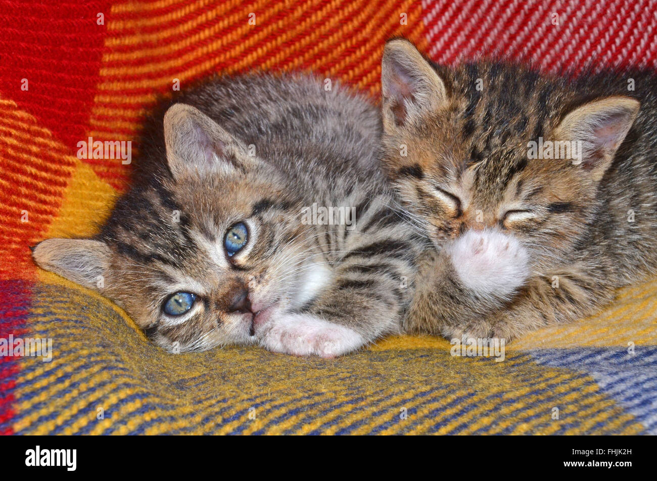 Tabby fur texture hi-res stock photography and images - Alamy