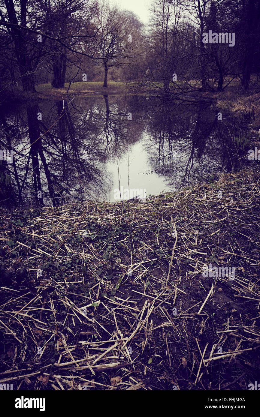 Eerie woodland swamp with pond Stock Photo - Alamy