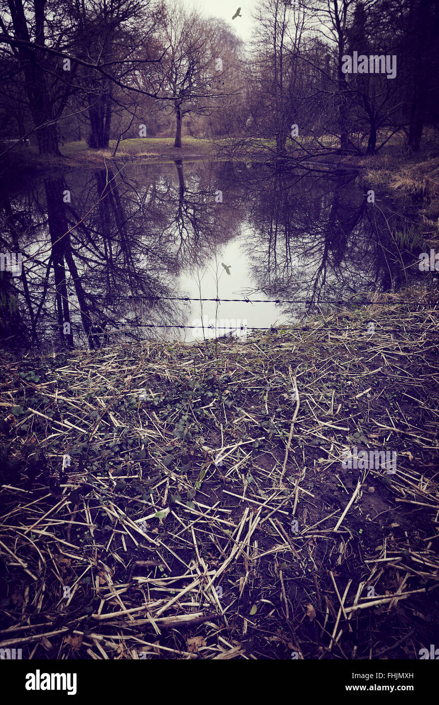 Eerie woodland swamp with pond Stock Photo - Alamy