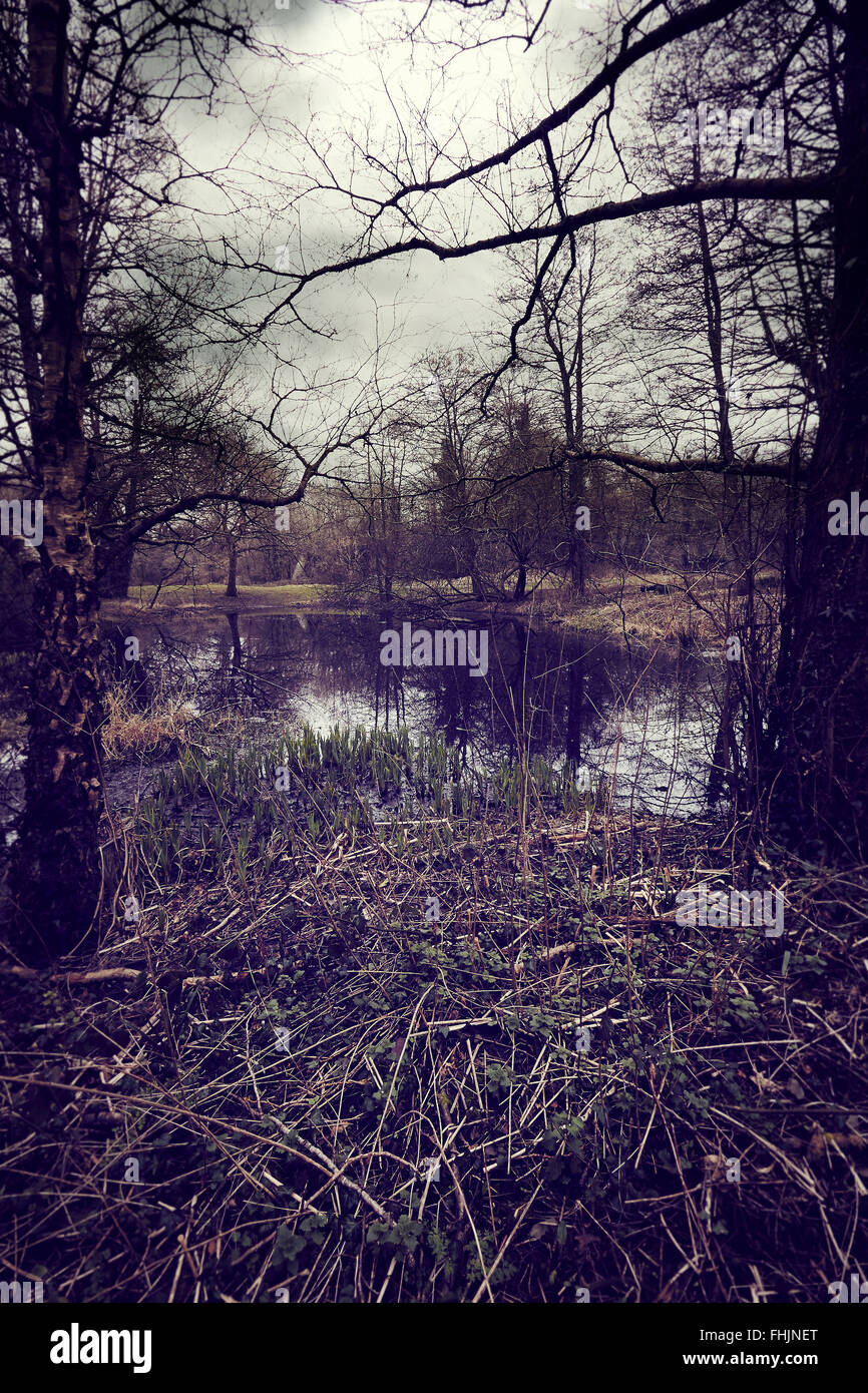 Eerie woodland swamp with pond Stock Photo - Alamy