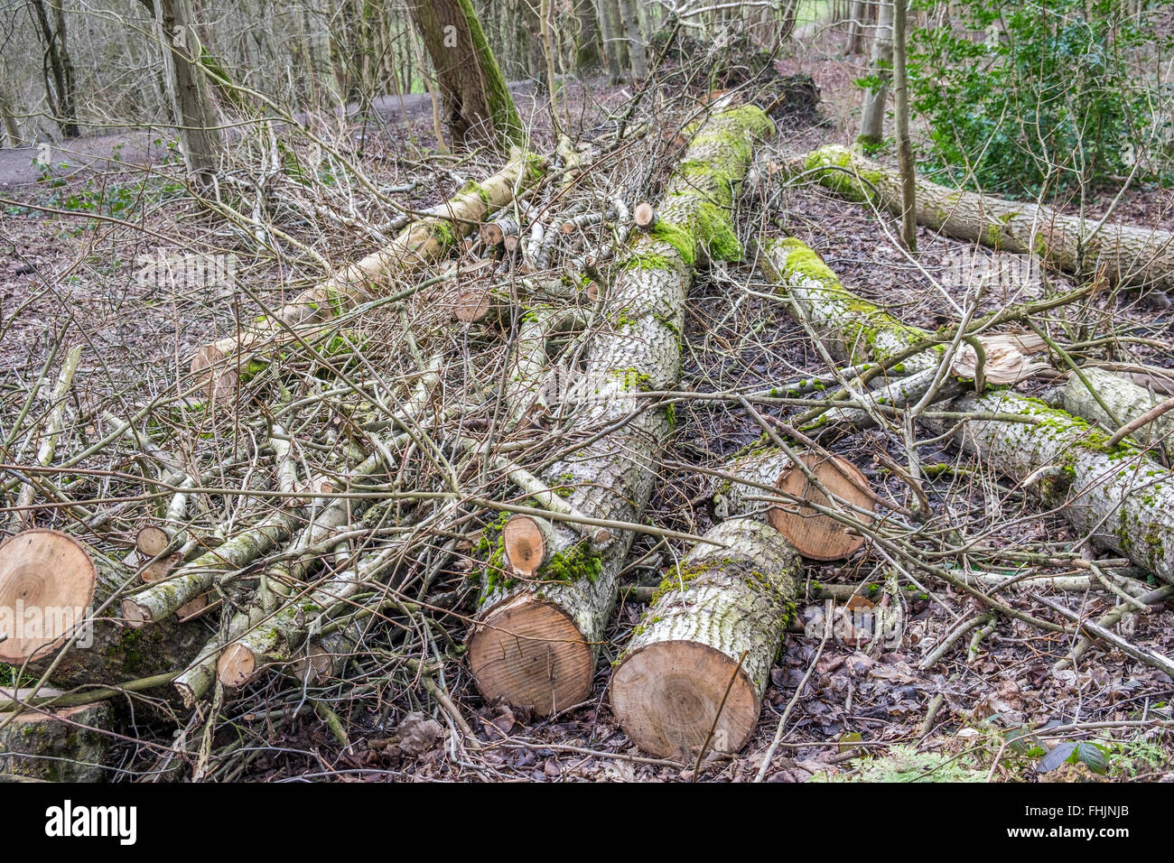 Cleaning up operation of old trees and bushes Stock Photo - Alamy