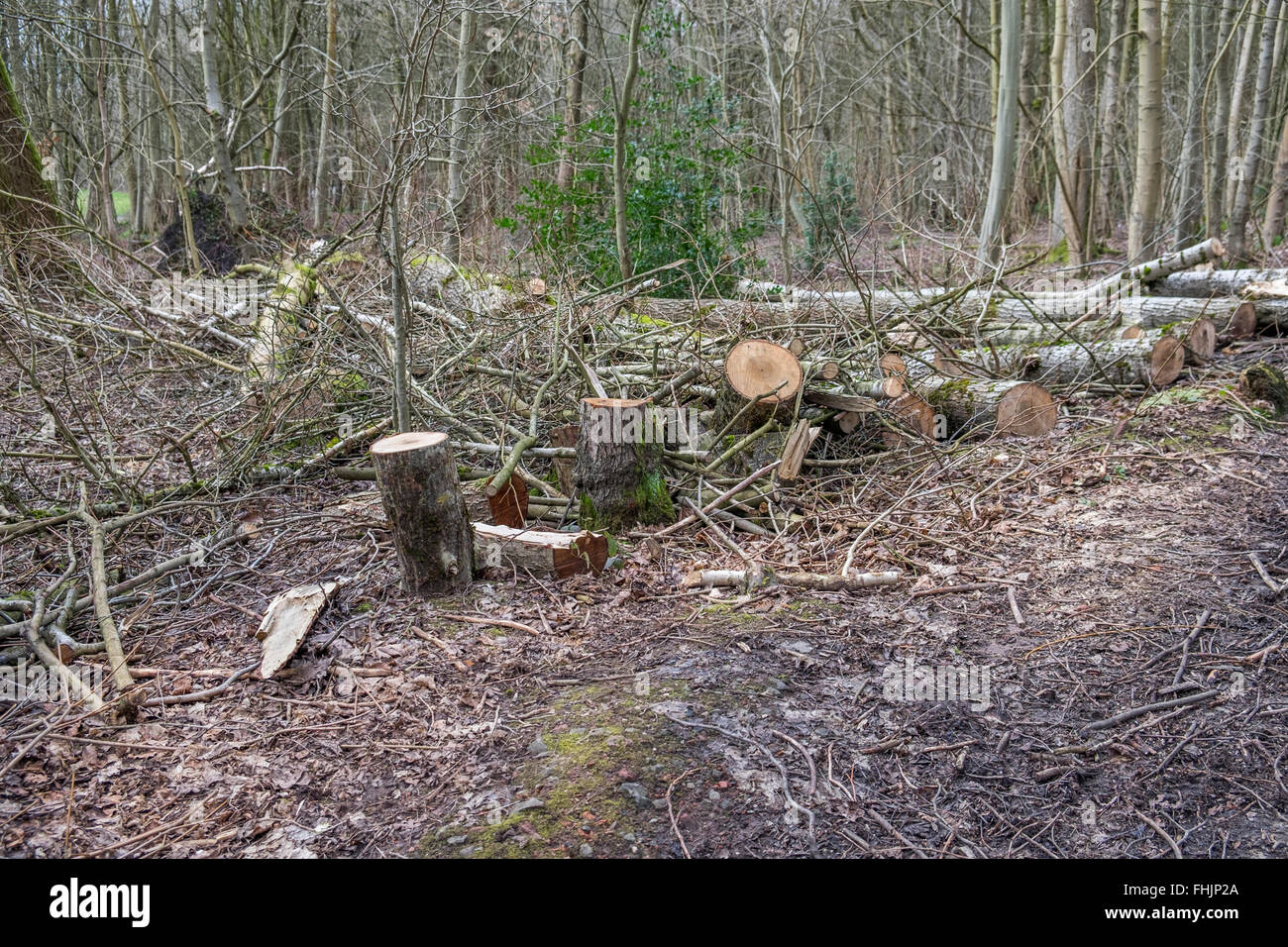 Cleaning up operation of old trees and bushes Stock Photo - Alamy