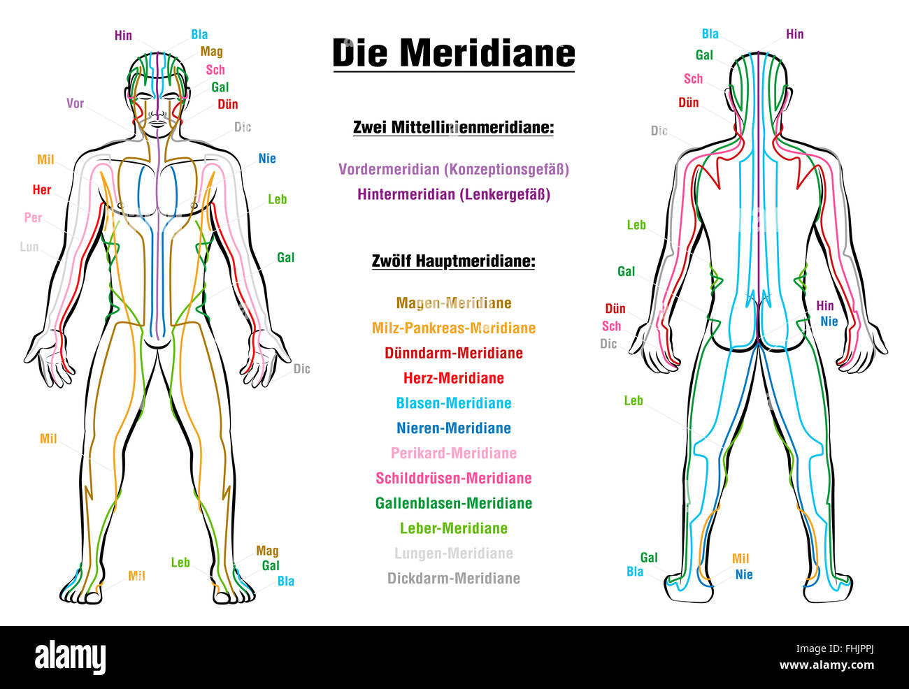 Body meridians chart hi-res stock photography and images - Alamy