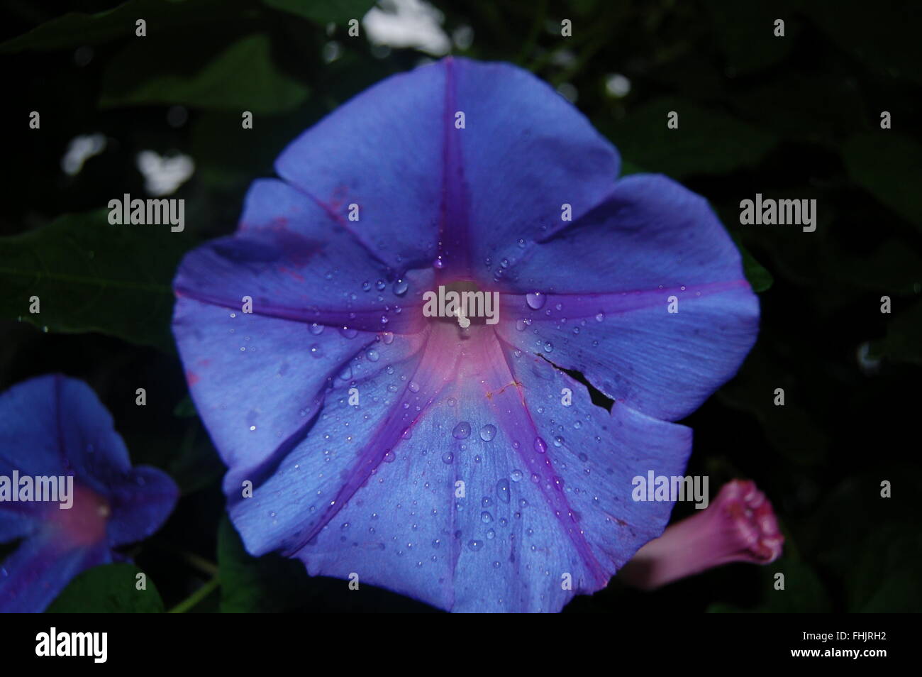 Stunning blue garden summer flowers Stock Photo - Alamy