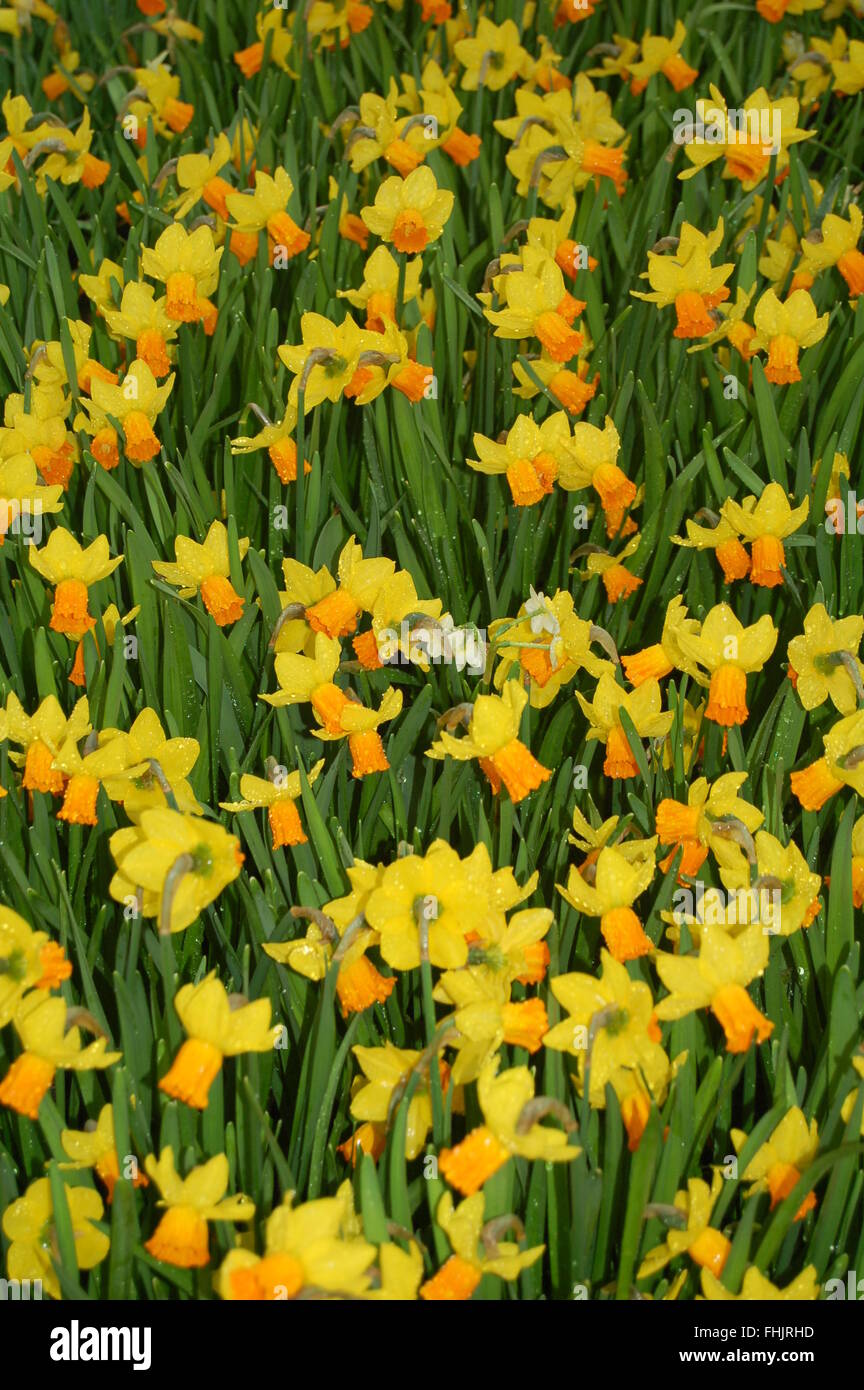 Stunning yellow daffodil garden summer flowers Stock Photo - Alamy