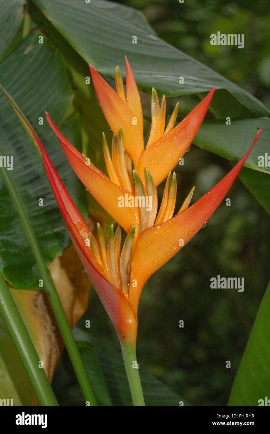Stunning orange summer flowers Stock Photo - Alamy
