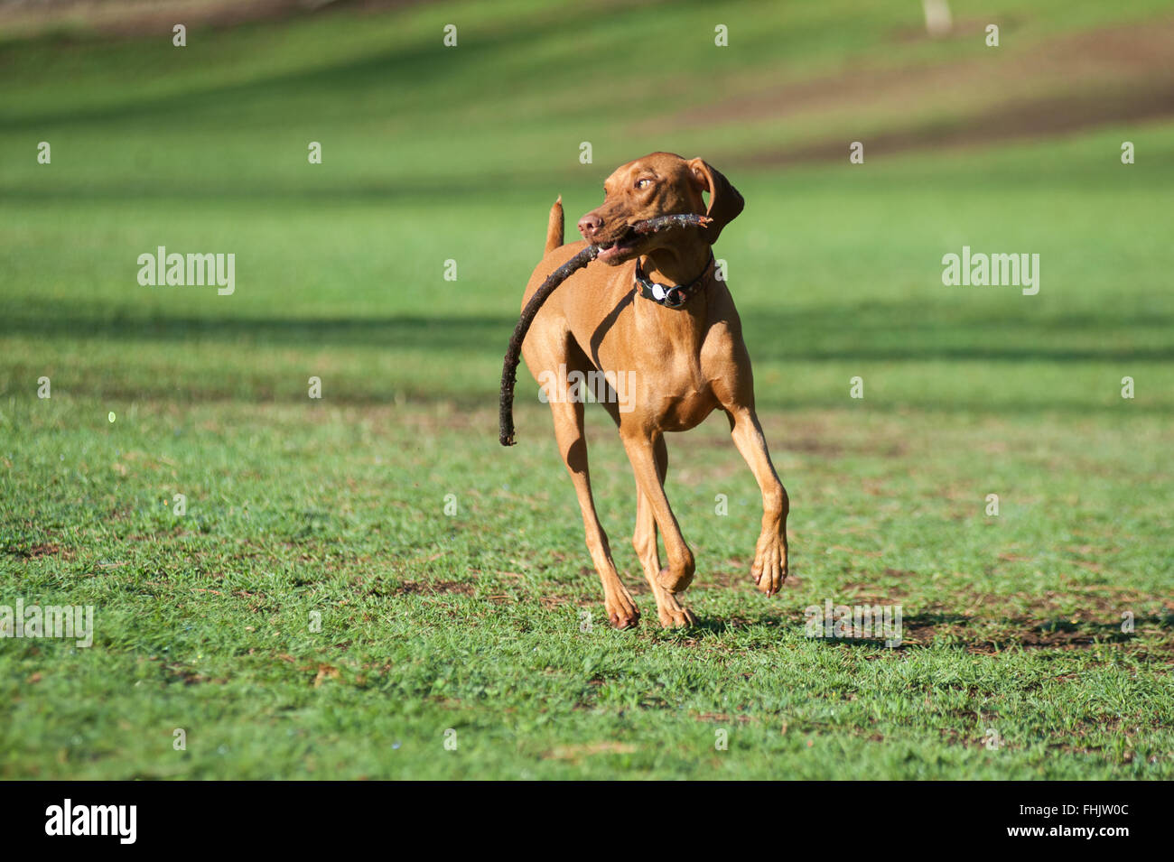 Happy dog playing at park Stock Photo - Alamy