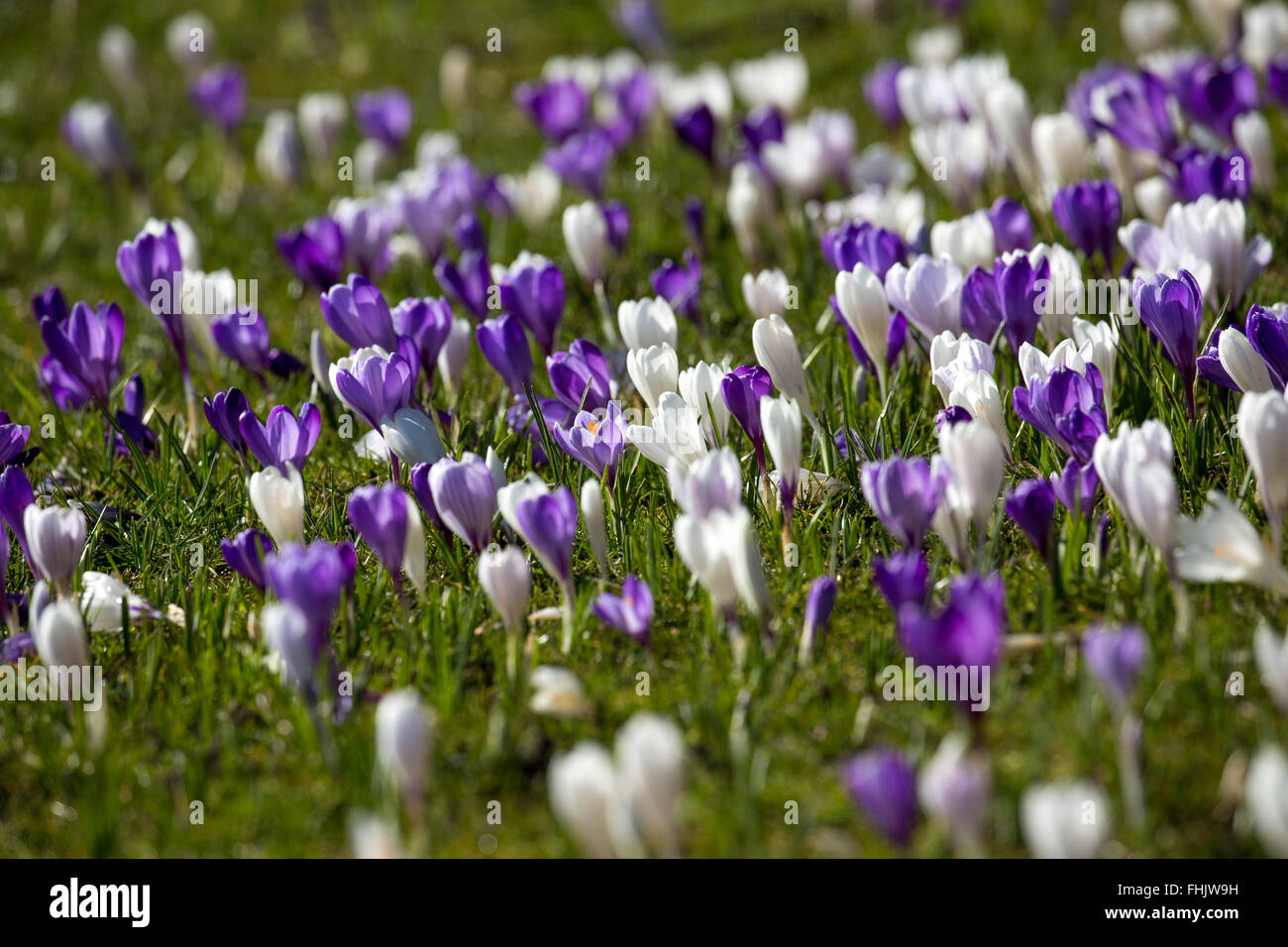 A large group of crocus flowers in the Sheffield Botanical Gardens ...