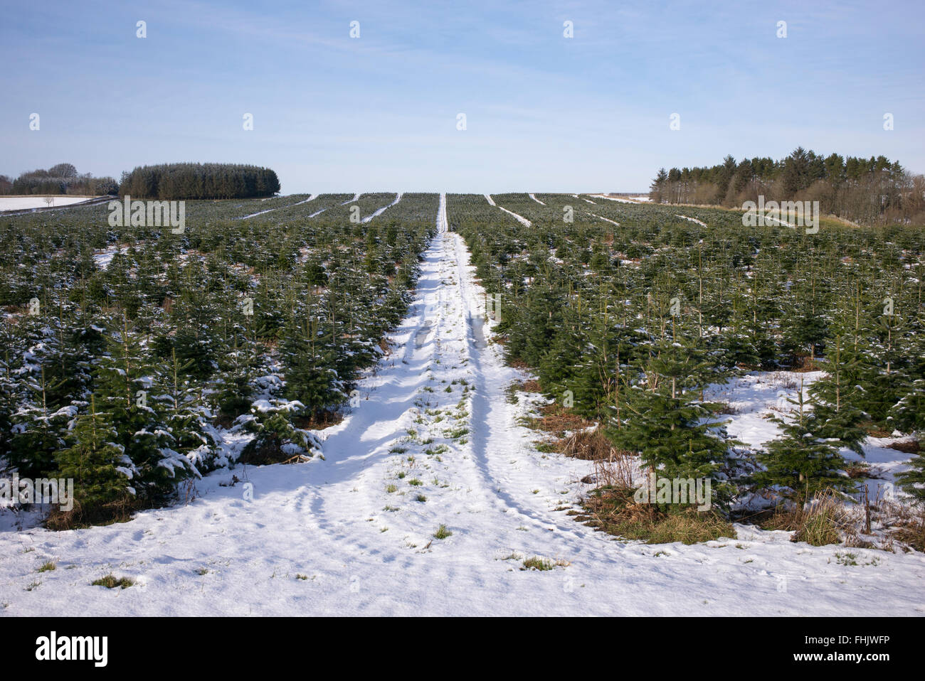 Pine tree plantation hi-res stock photography and images - Alamy