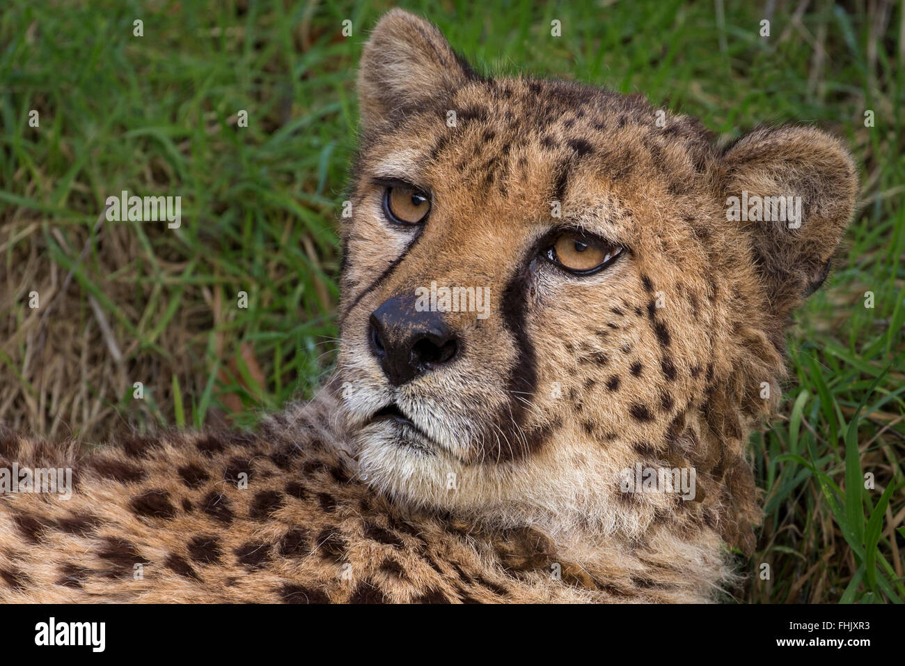 Cheetah head close up hi-res stock photography and images - Alamy