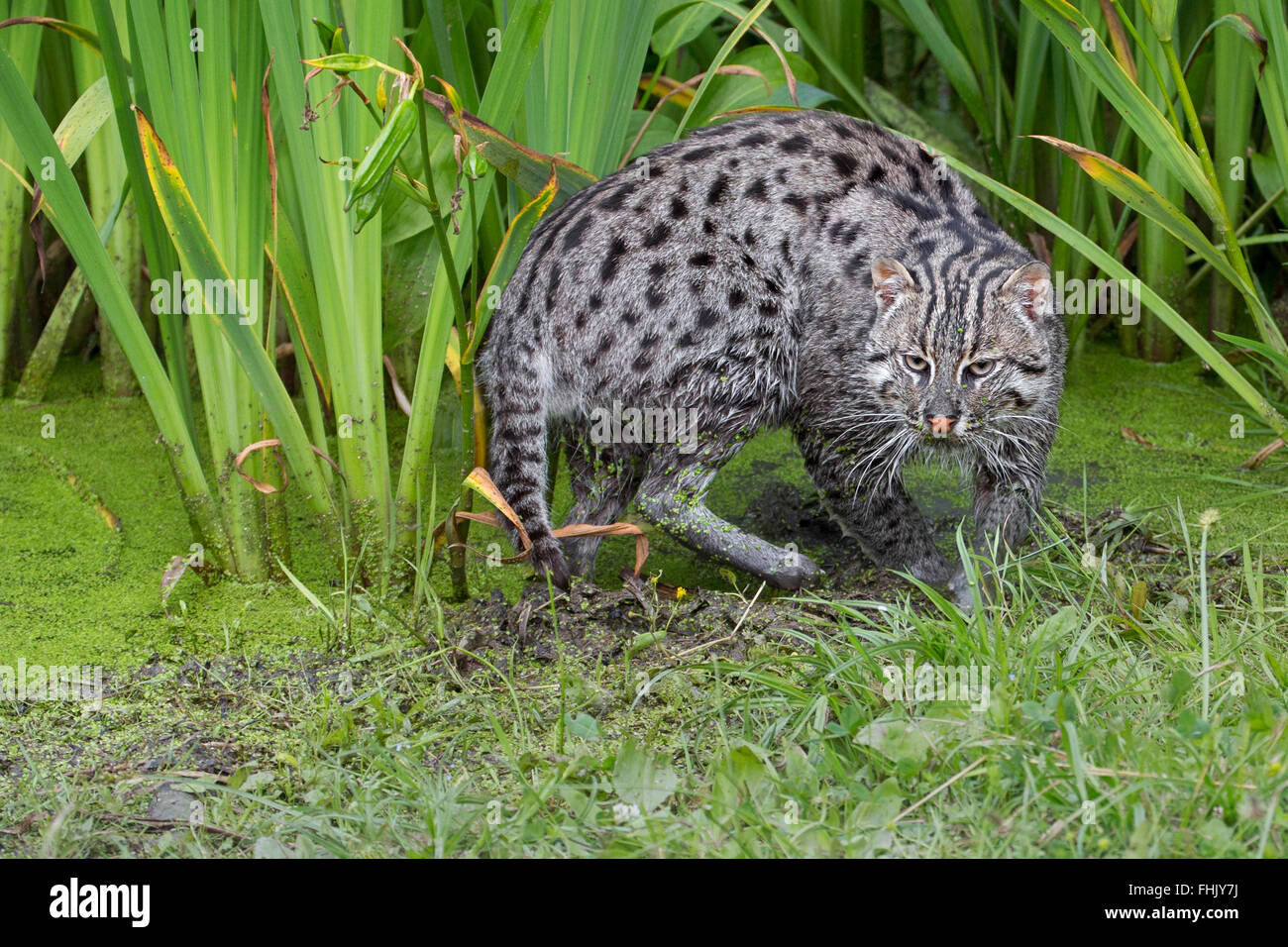 Fishing cat hi-res stock photography and images - Alamy