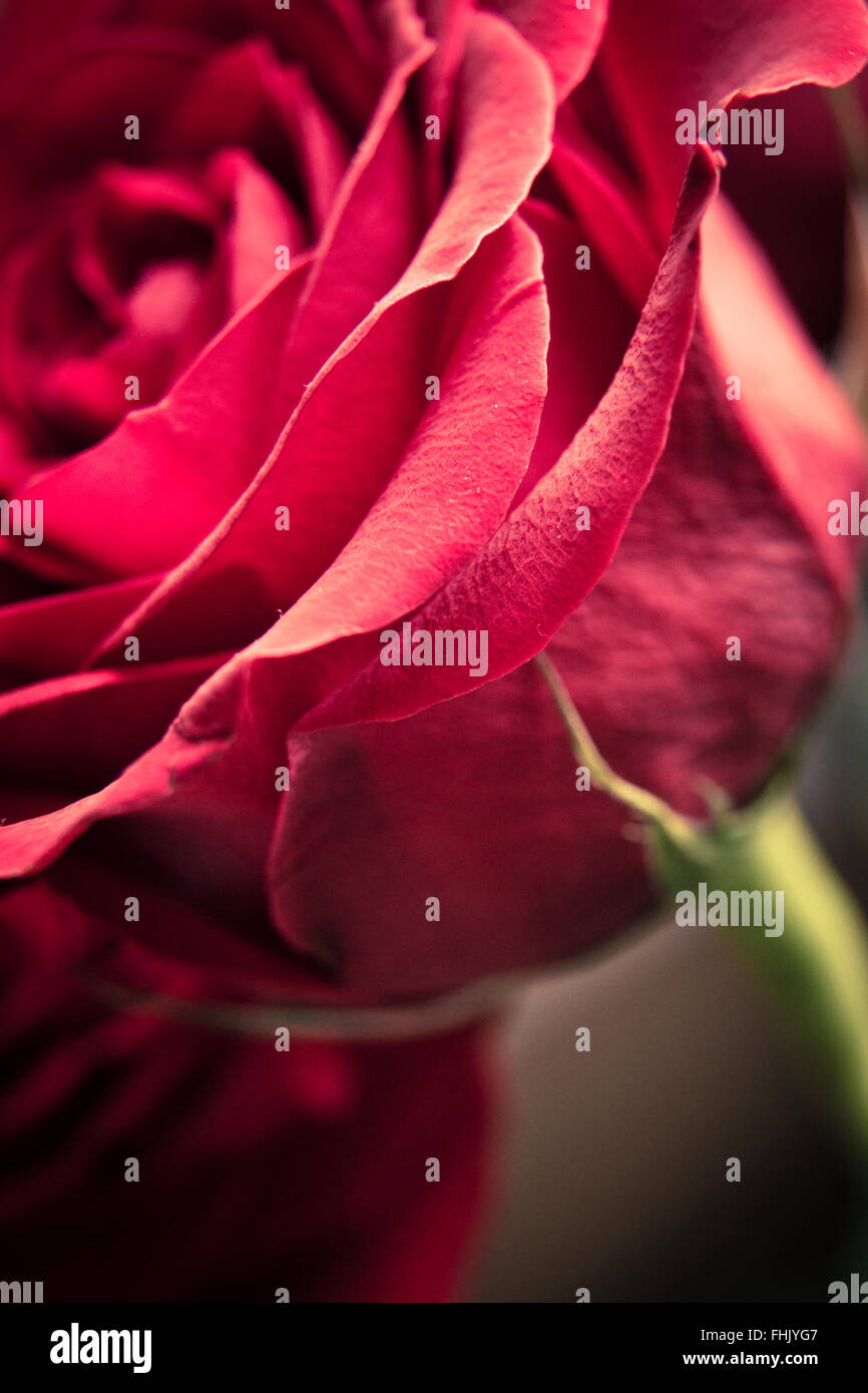 Extreme closeup of red rose with dark dramatic light and tones Stock ...