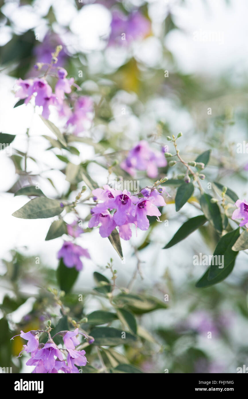 Prostanthera ovalifolia. Oval leaved mint bush in flower Stock Photo ...
