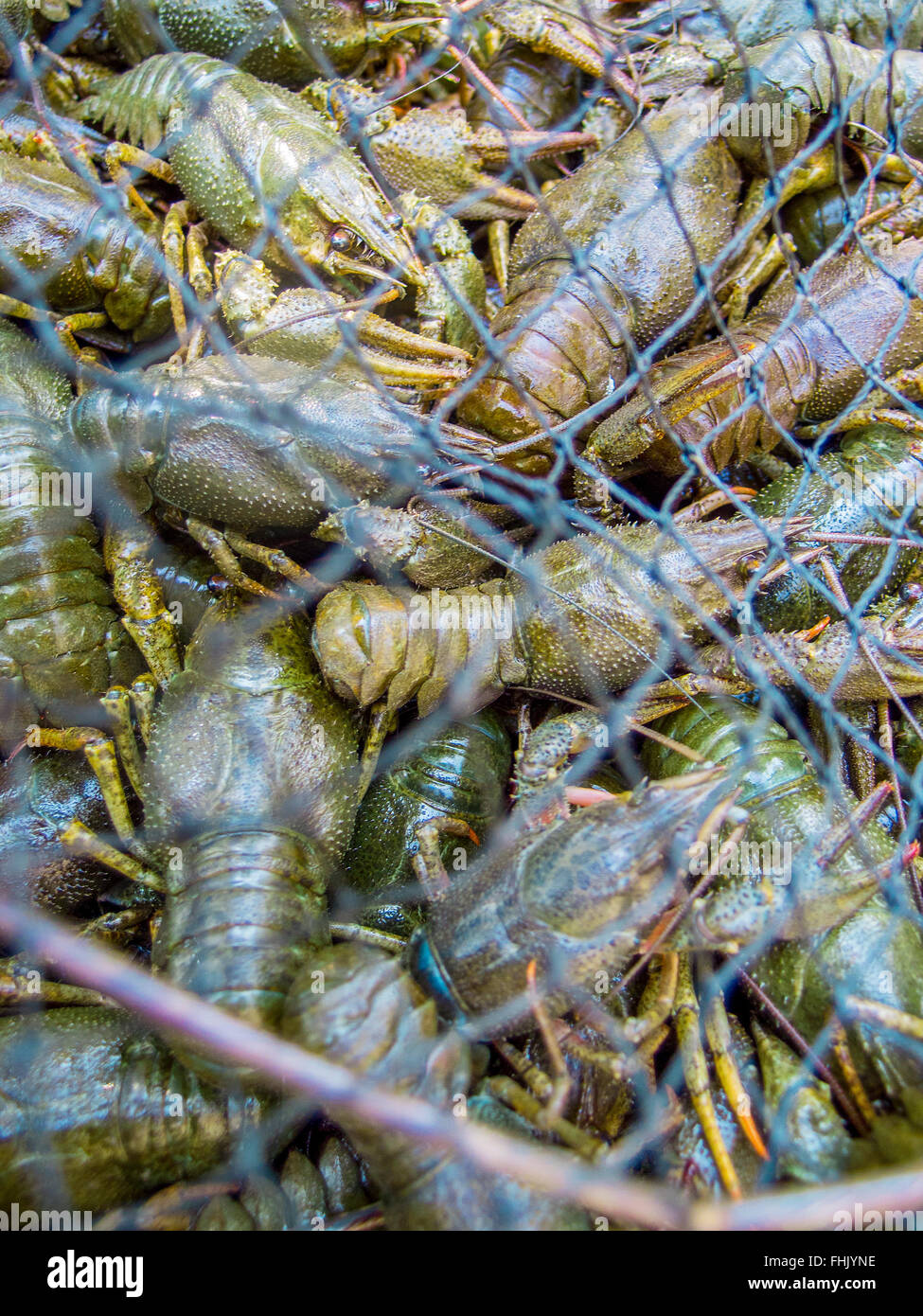 Crayfish in net hi-res stock photography and images - Alamy