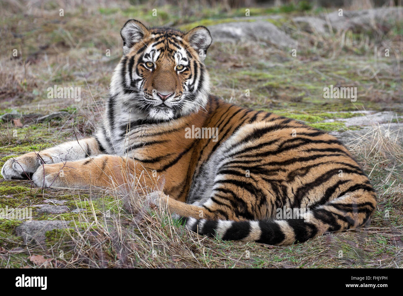 Old tiger cat hi-res stock photography and images - Alamy