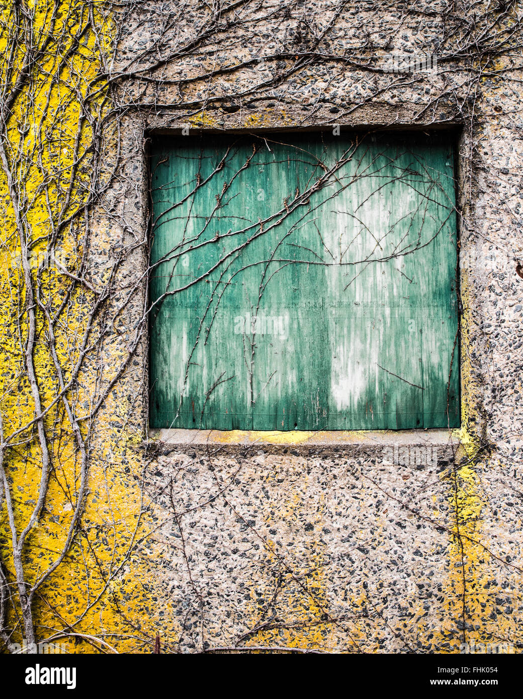 Boarded green window with vines on grungy abandoned building Stock ...