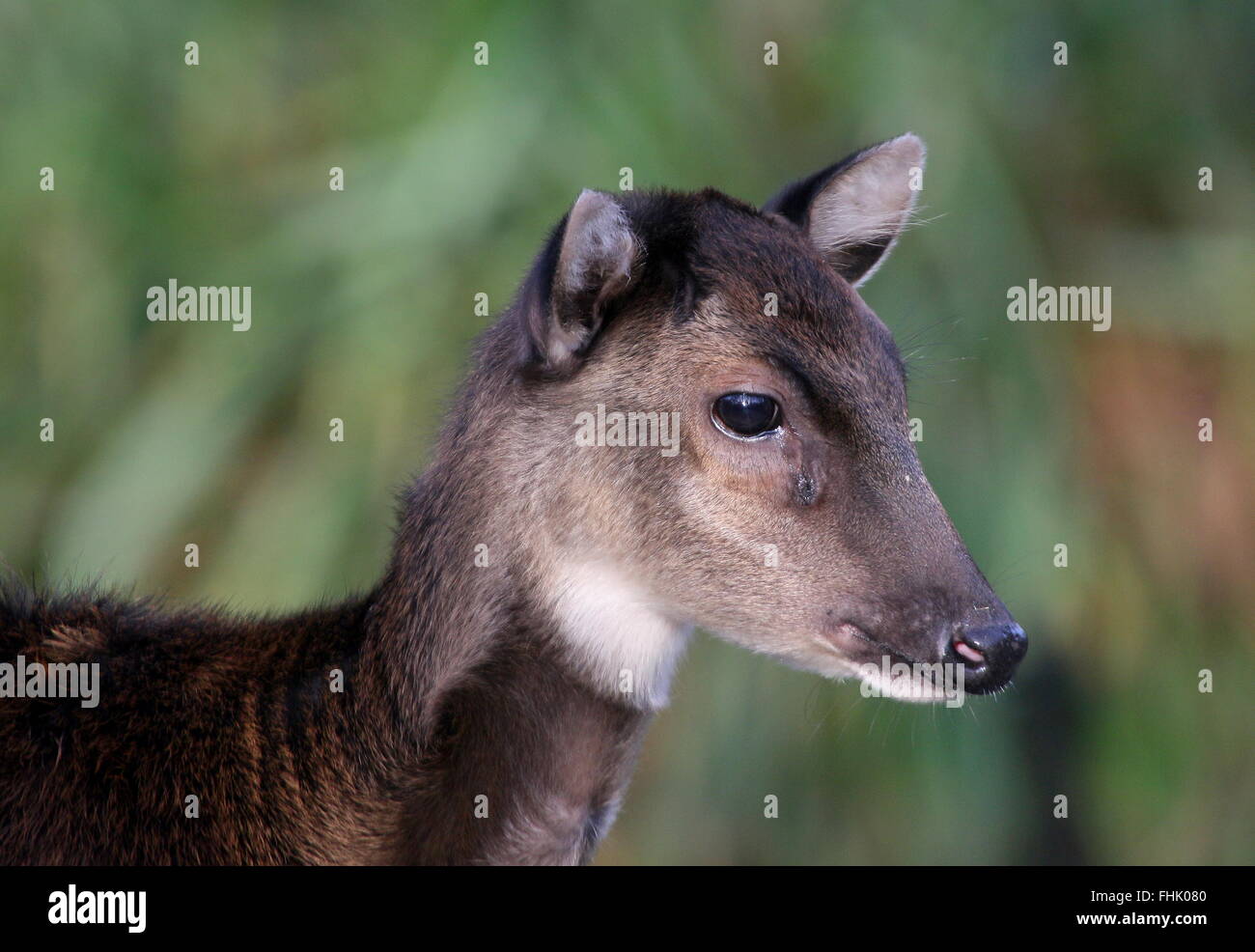 Female Visayan or Philippine spotted deer (Cervus alfredi, Rusa alfredi ...