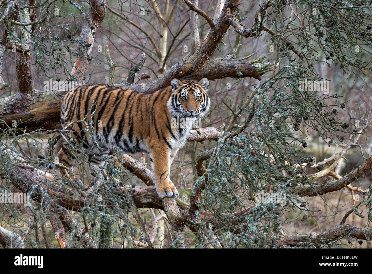 Old tiger cat hi-res stock photography and images - Alamy