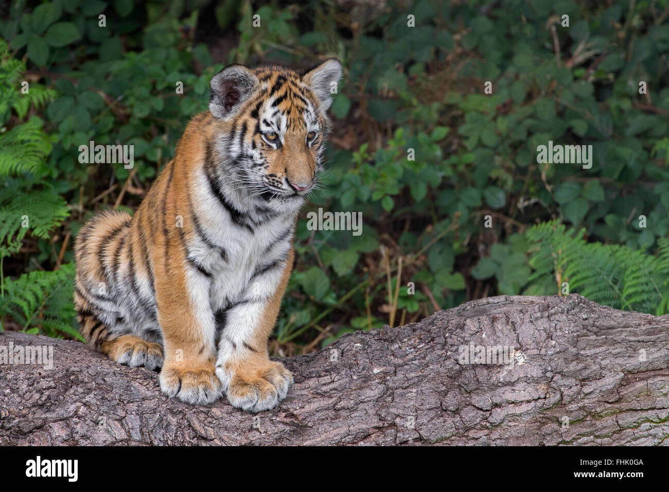 Amur tiger cub, 4 months old Stock Photo - Alamy