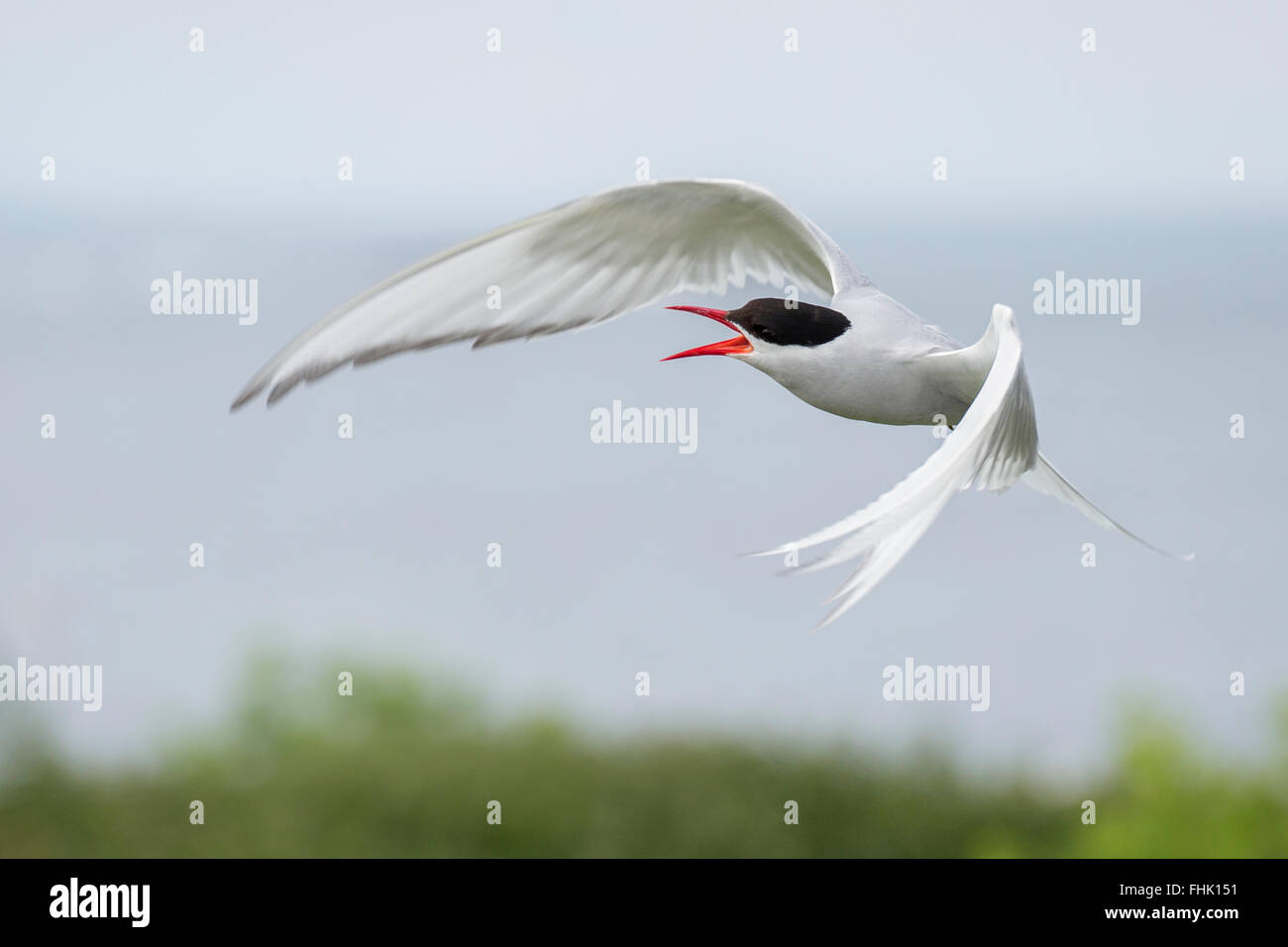 Arctic Tern in flight Stock Photo - Alamy