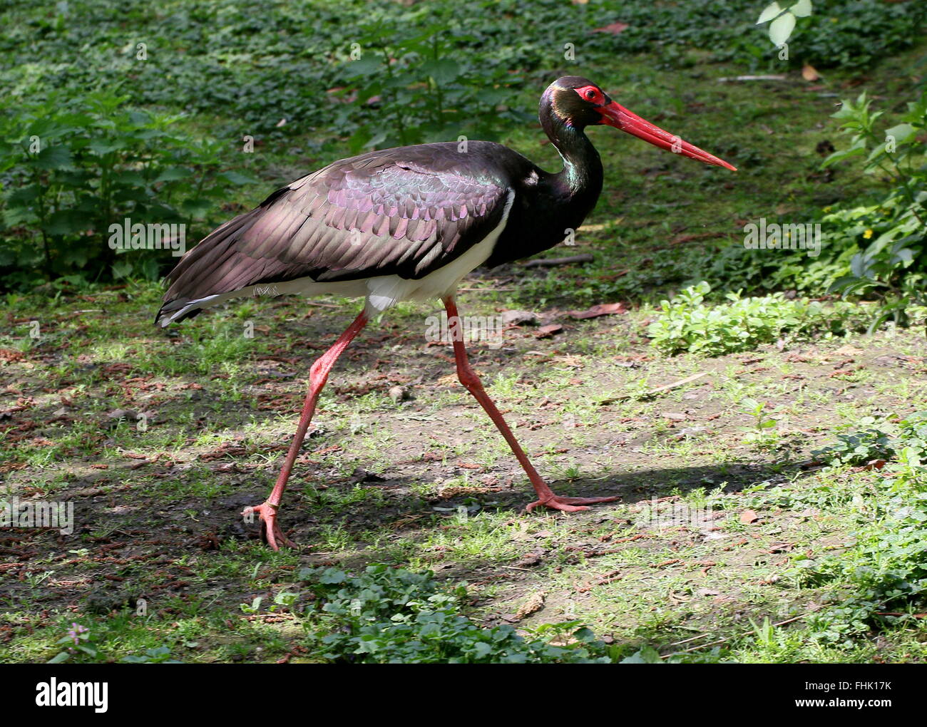 Fast-walking Eurasian Black Stork (Ciconia nigra Stock Photo - Alamy