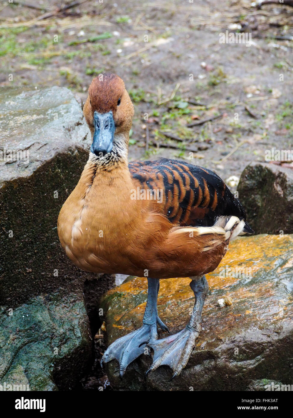 closeup of a single lonely duck in the zoo Stock Photo - Alamy