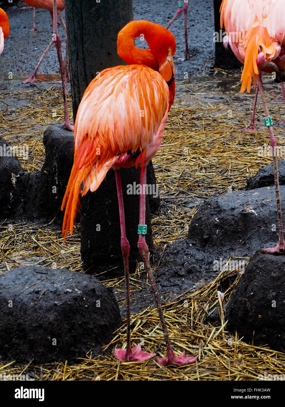 Orange color flamingos hi-res stock photography and images - Alamy