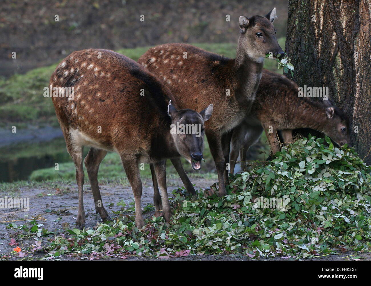 Family of Visayan or Philippine spotted deer (Cervus alfredi, Rusa ...