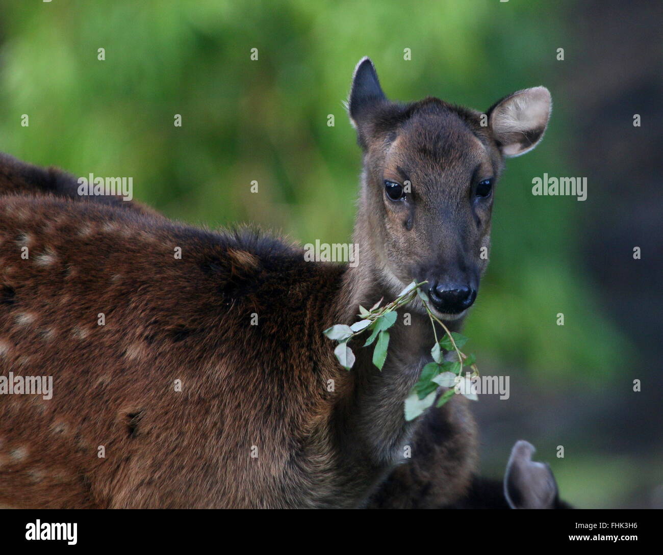 Visayan spotted deer rusa alfredi hi-res stock photography and images ...