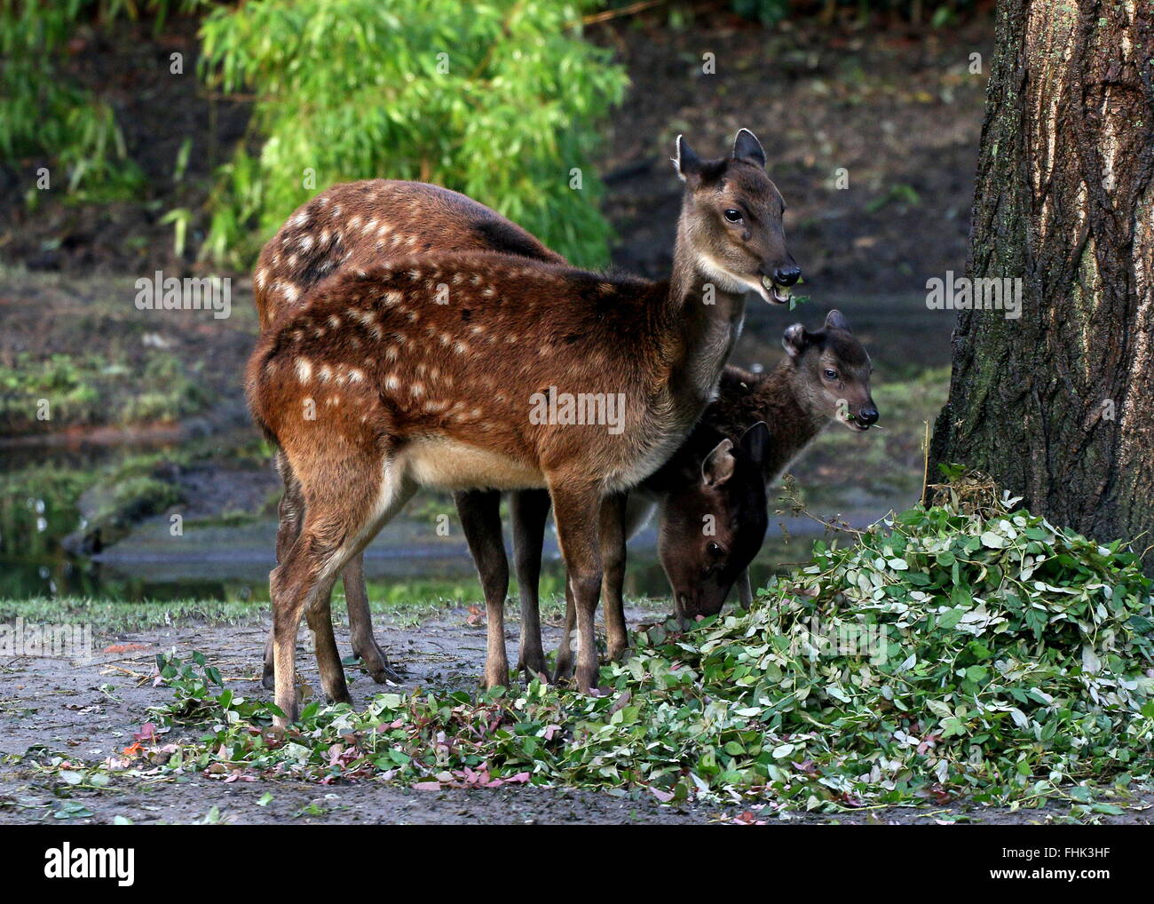 Family of Visayan or Philippine spotted deer (Cervus alfredi, Rusa ...
