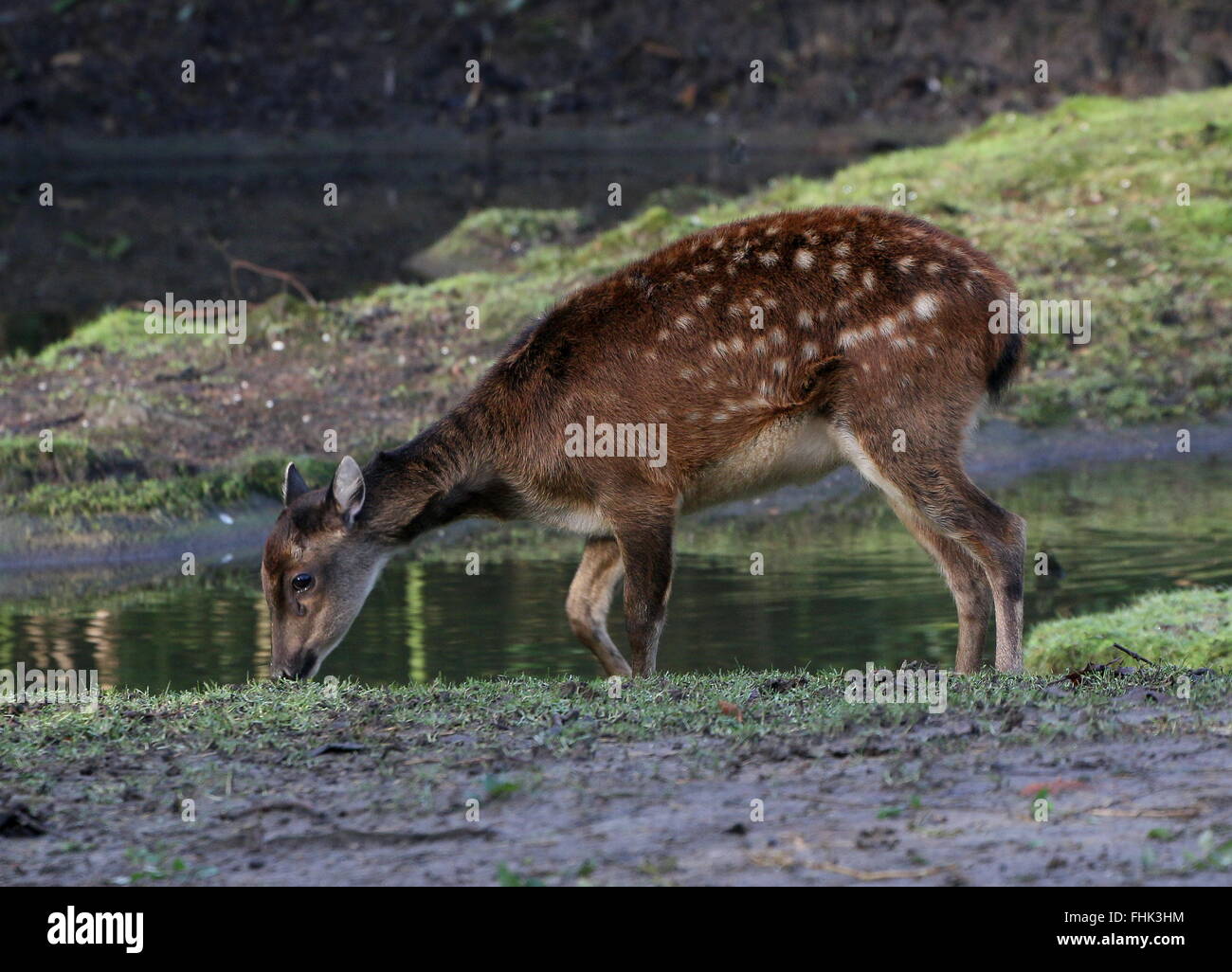 Grazing female Visayan or Philippine spotted deer (Cervus alfredi, Rusa ...