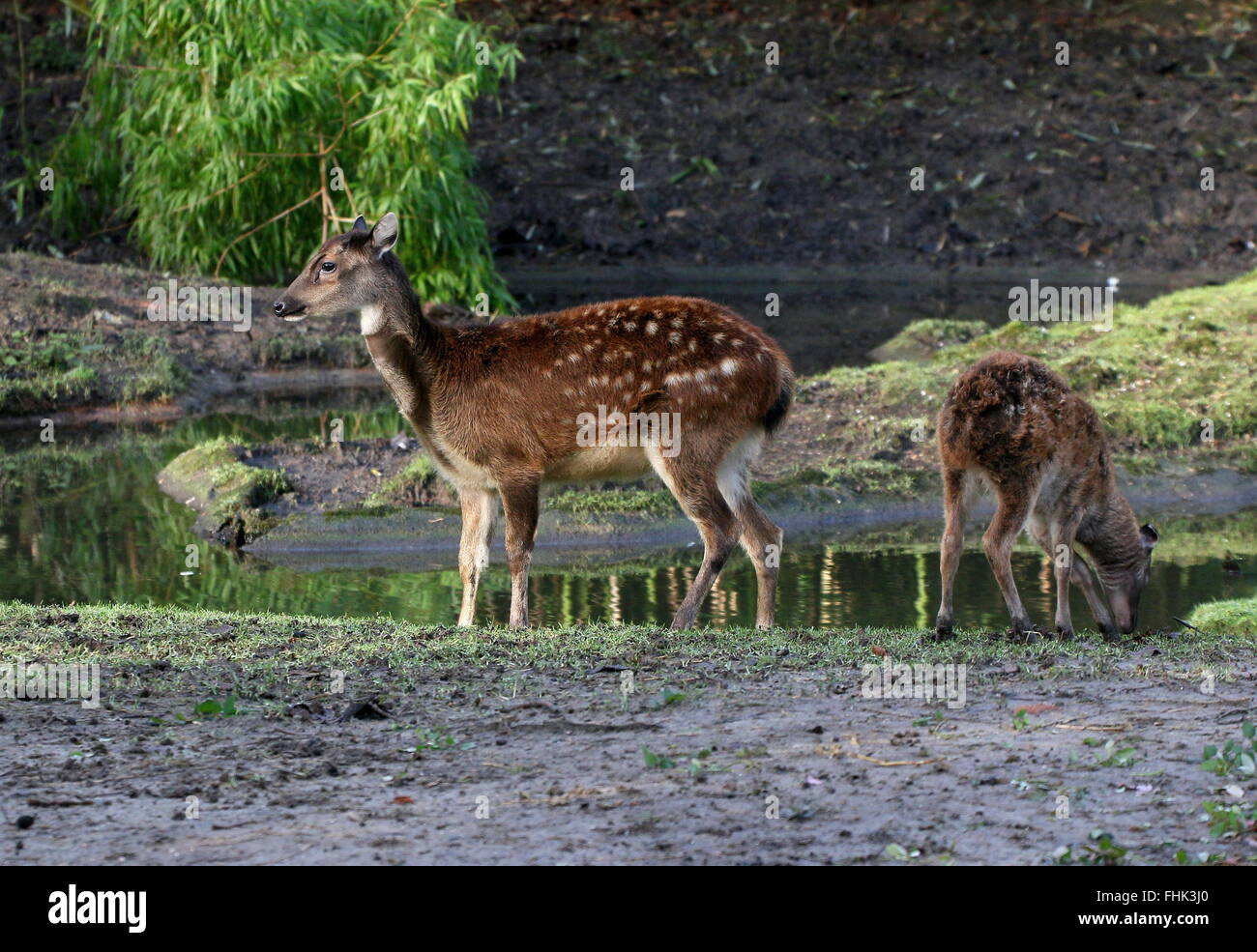 Visayan deer hi-res stock photography and images - Alamy