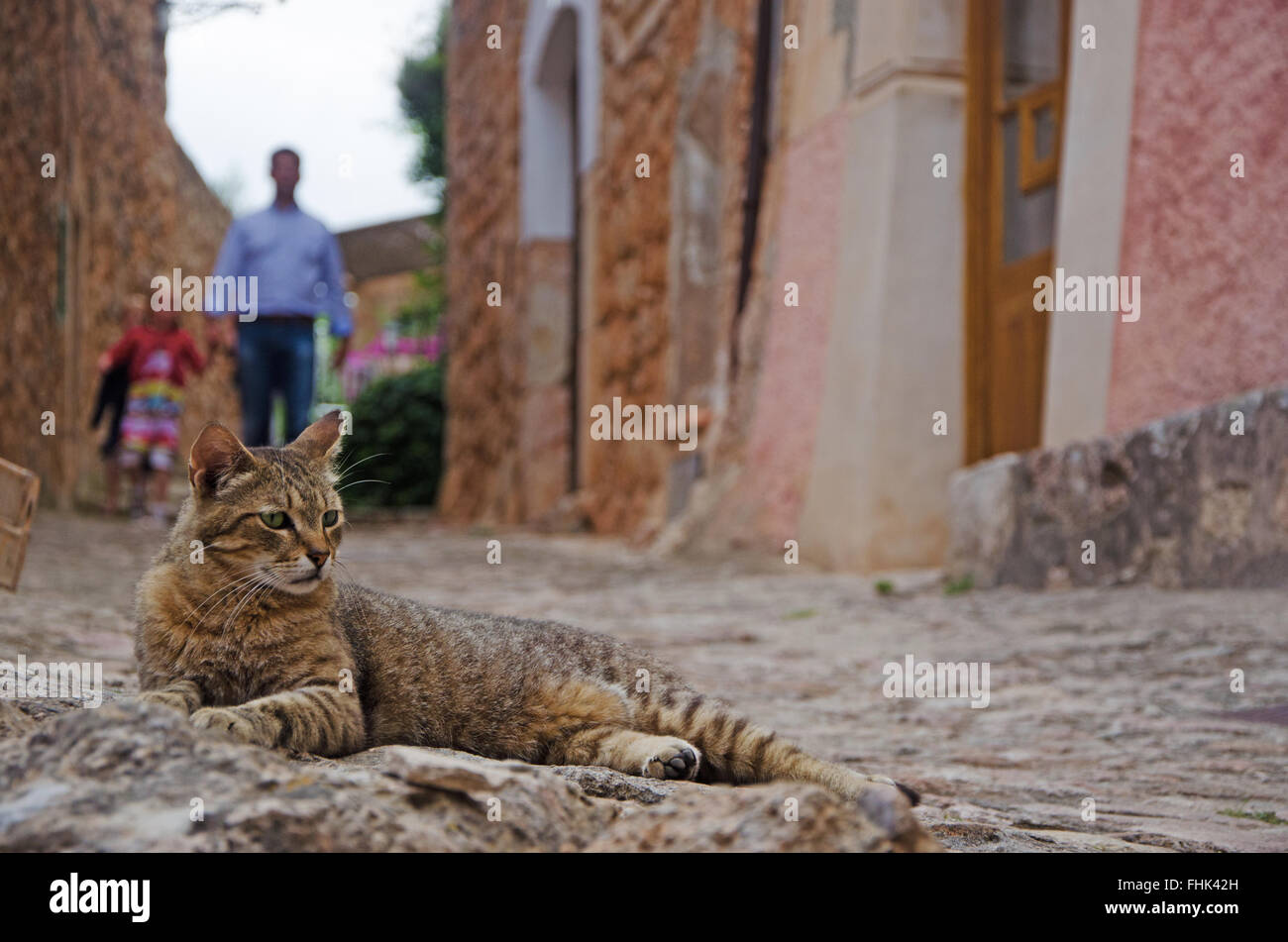 Mallorca, Balearic Islands, Spain: a cat in Fornalutx, a mountainous ...