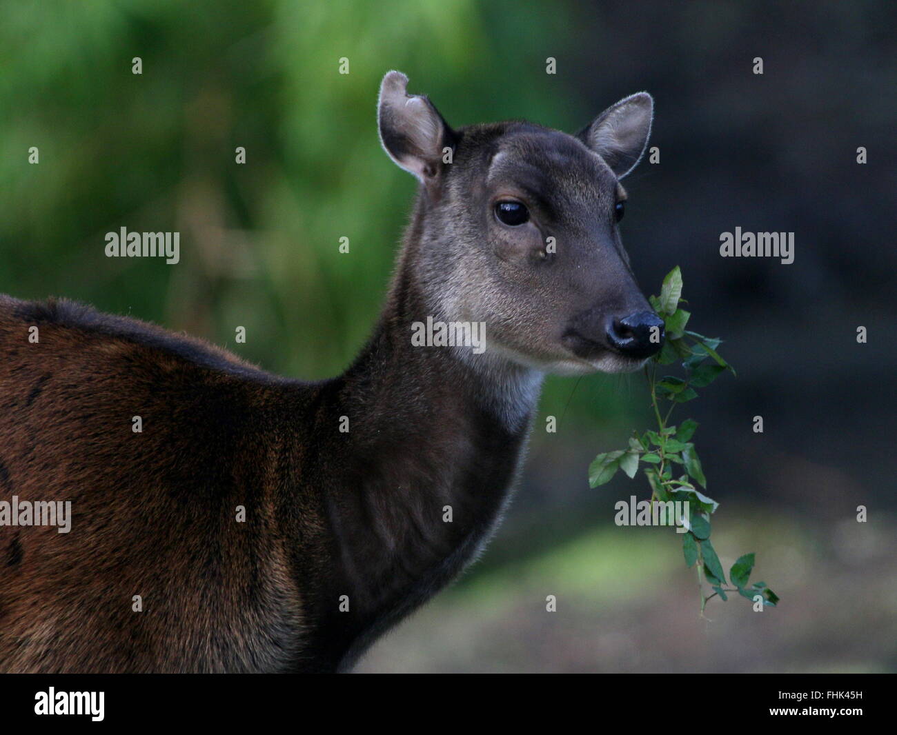 Female Visayan or Philippine spotted deer (Cervus alfredi, Rusa alfredi ...