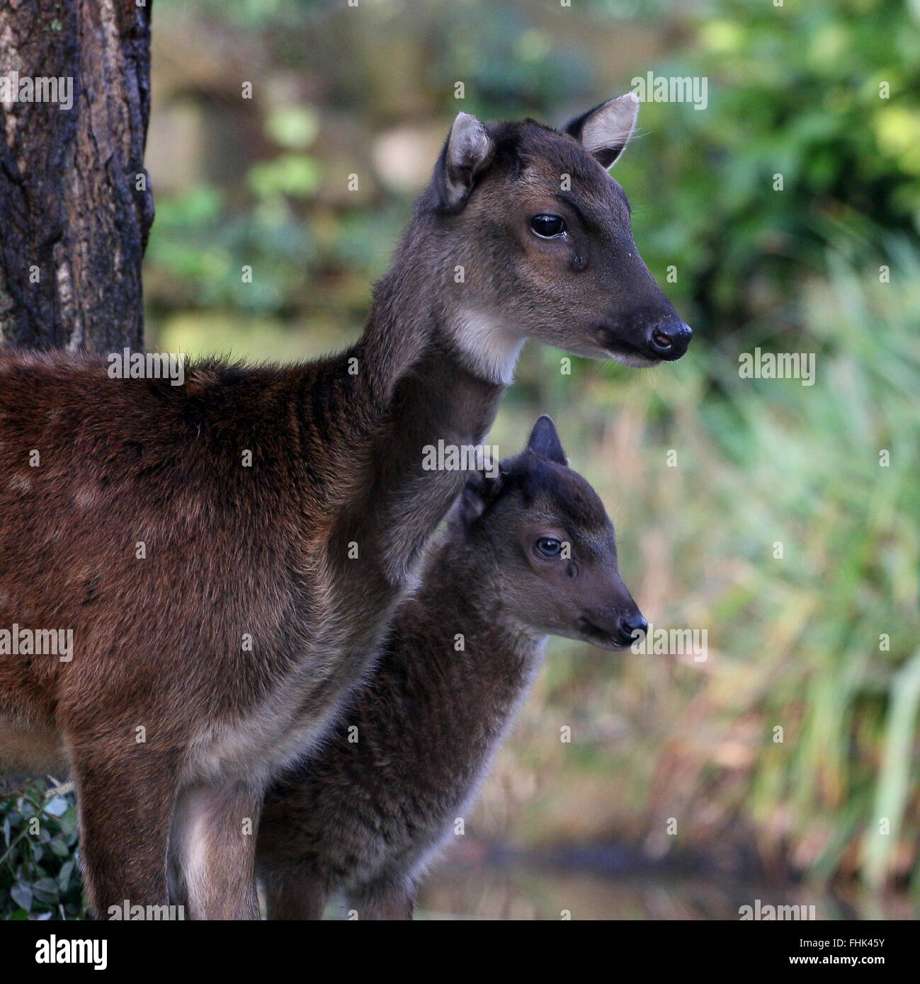Visayan or Philippine spotted deer (Cervus alfredi, Rusa alfredi ...