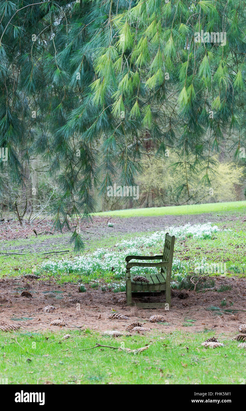 Green Wooden bench at Batsford Arboretum in February Stock Photo - Alamy