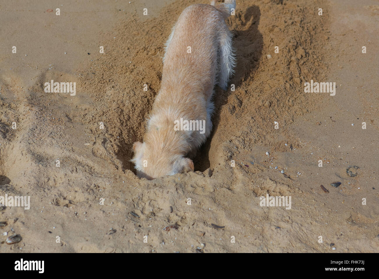 Cute yellow dog digging sand on the beach Stock Photo - Alamy