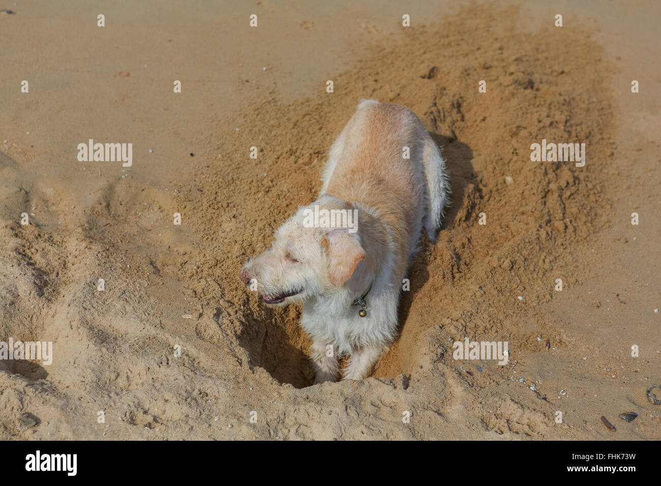 Cute yellow dog digging sand on the beach Stock Photo - Alamy